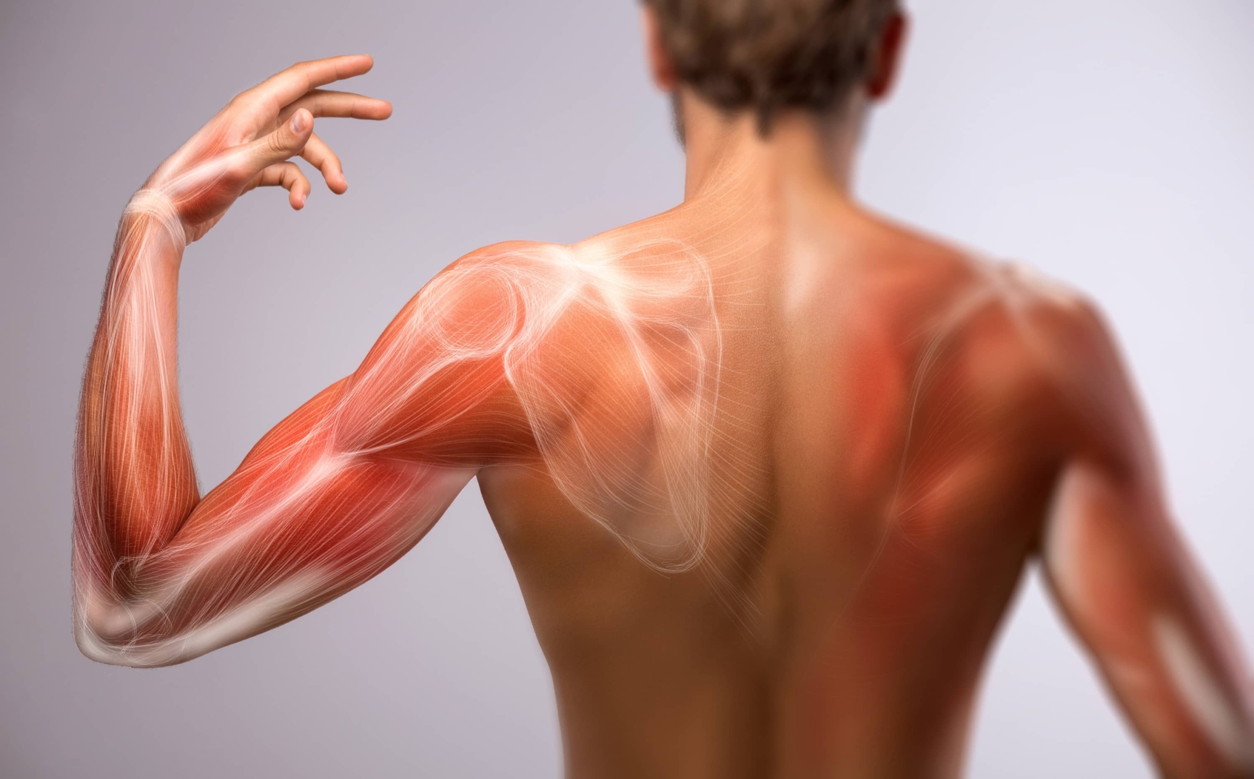 Anatomy - fitguide.blog